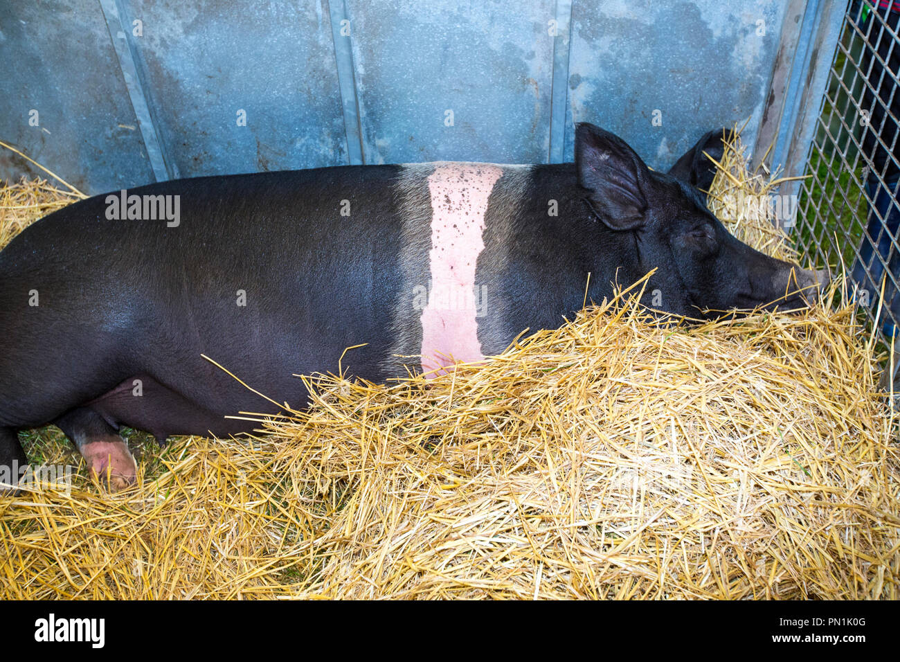 A Hampshire Pig at the Westmorland County Show, near Kendal, Cumbria ...