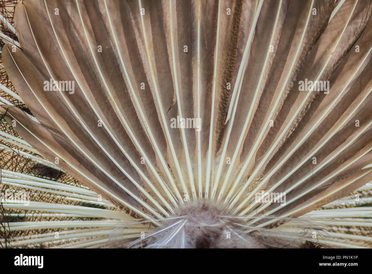 Rear view of male peacock displaying tail feathers. Back view of male ...