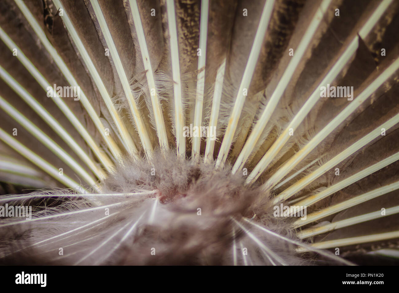 Rear view of male peacock displaying tail feathers. Back view of male ...