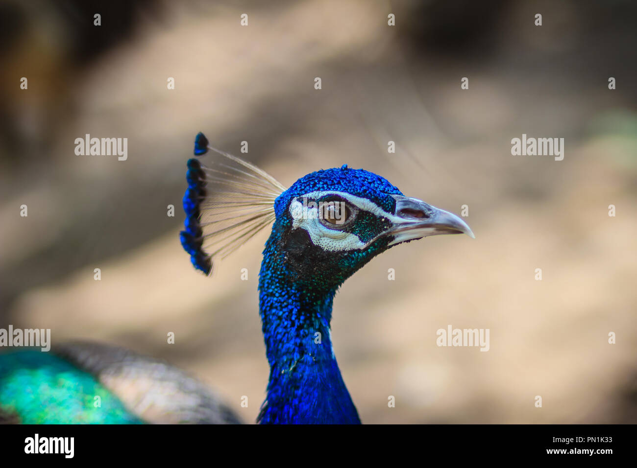 Peacock in breeding plumage hi-res stock photography and images - Alamy