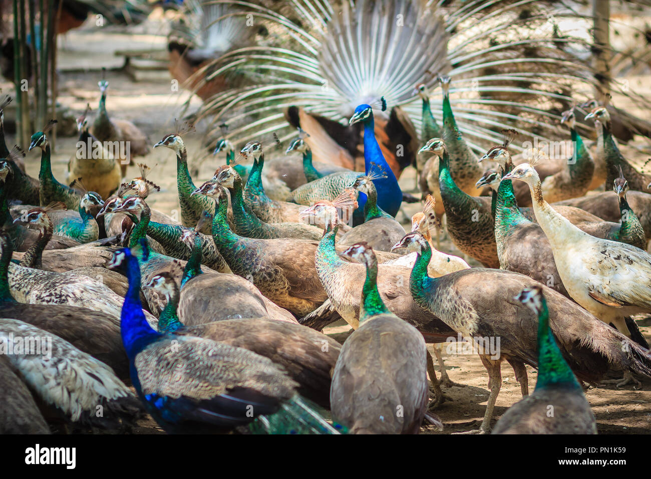 Flocks of peafowl in the breeding farm. A flock of Indian peafowl, Blue ...