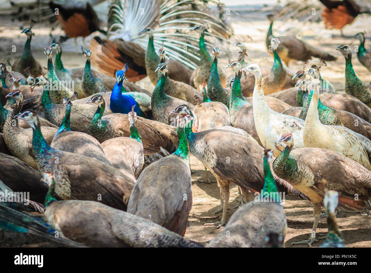 Flocks of peafowl in the breeding farm. A flock of Indian peafowl, Blue ...