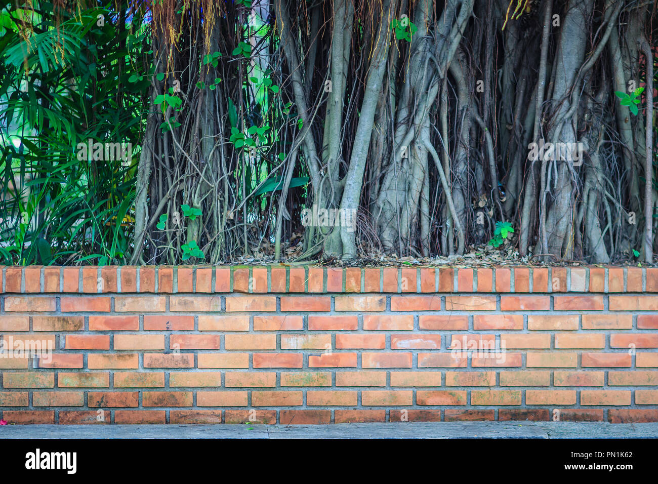 Old red brick wall with banyan tree root background Stock Photo - Alamy