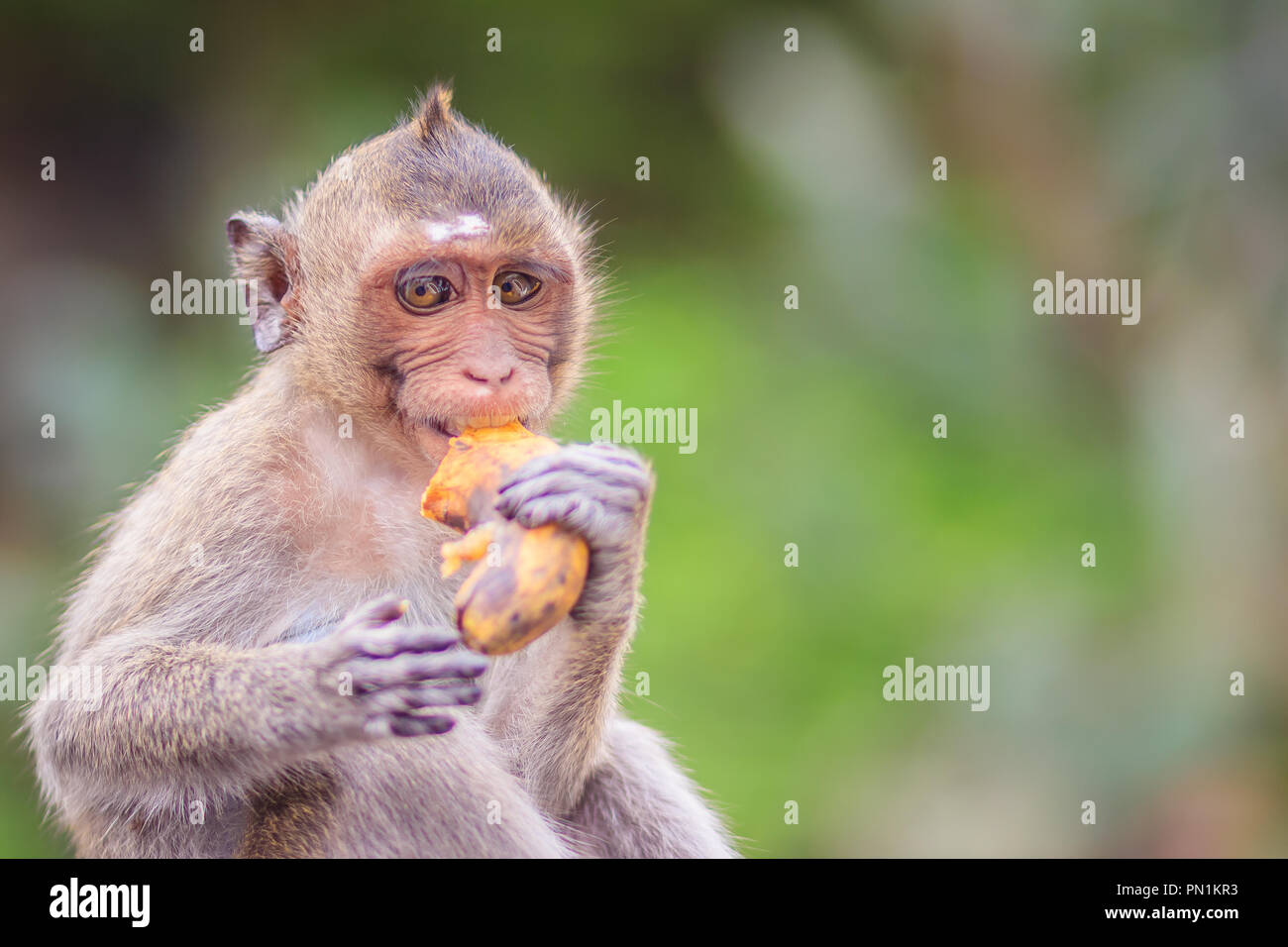 Long-tailed macaque or Crab-eating macaque (Macaca fascicularis) monkey ...