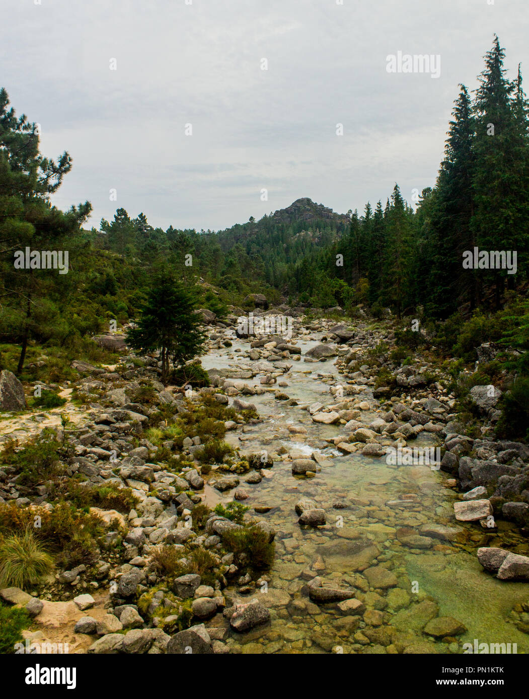 Shallow River covered with rocks in the forest Stock Photo - Alamy