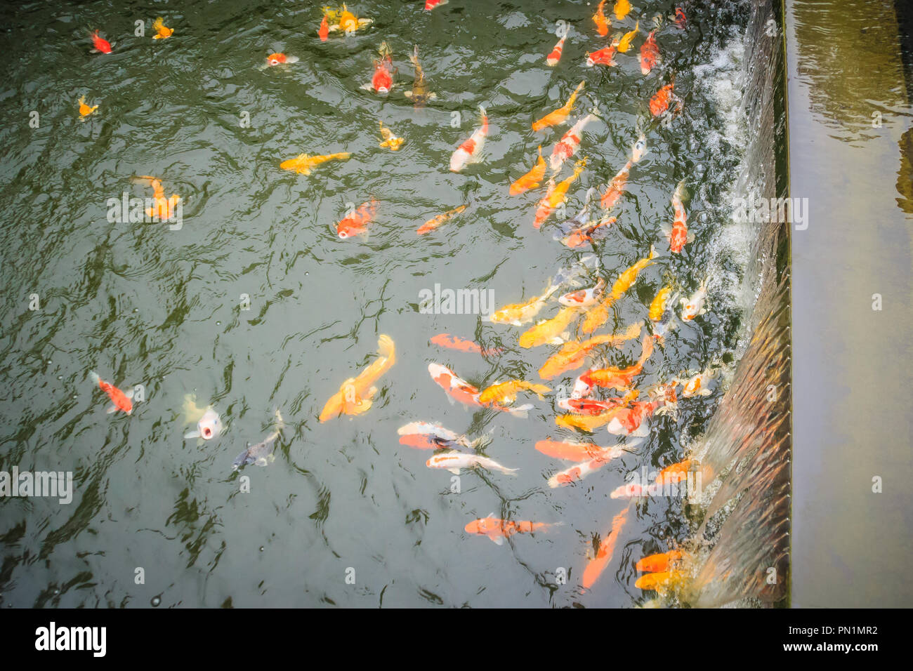 Silver fish swimming pool hi-res stock photography and images - Alamy