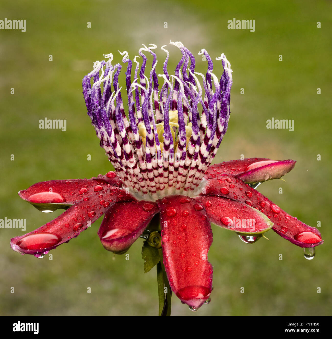 A red and purple passion flower photographed after the rain. Photograph ...