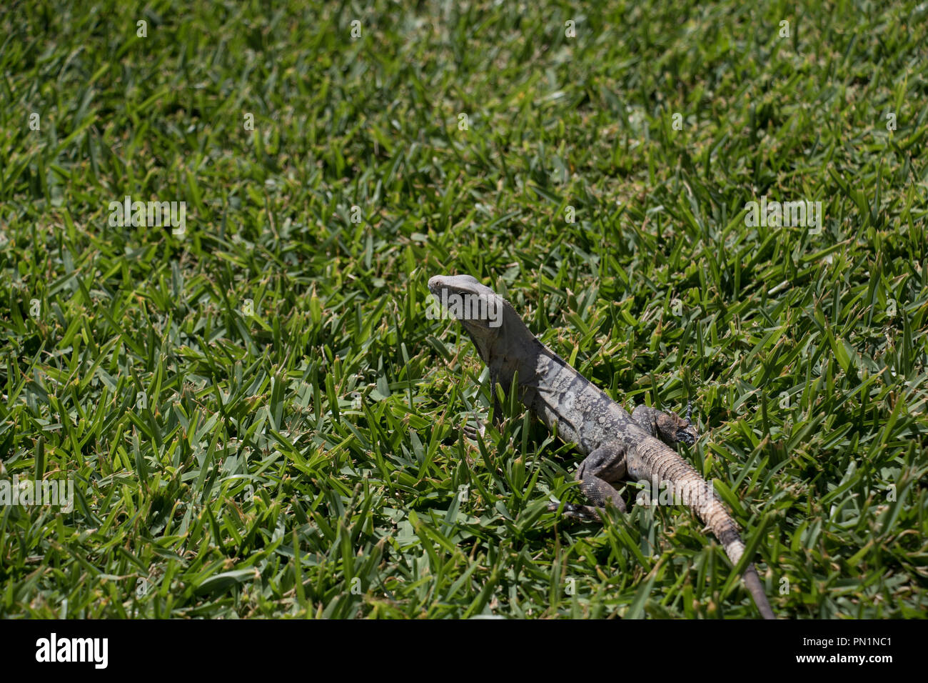 Reptile outside hi-res stock photography and images - Alamy
