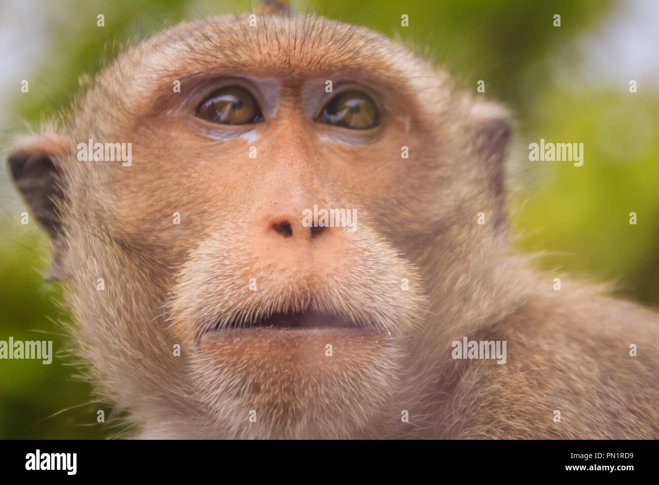 Close up to face of Long-tailed macaque or Crab-eating macaque (Macaca ...