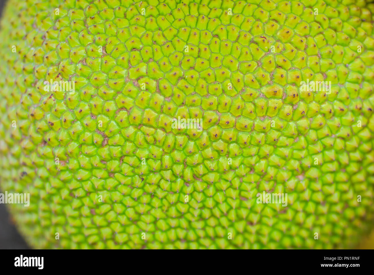 Close up view of green jackfruit rough surface for background and ...