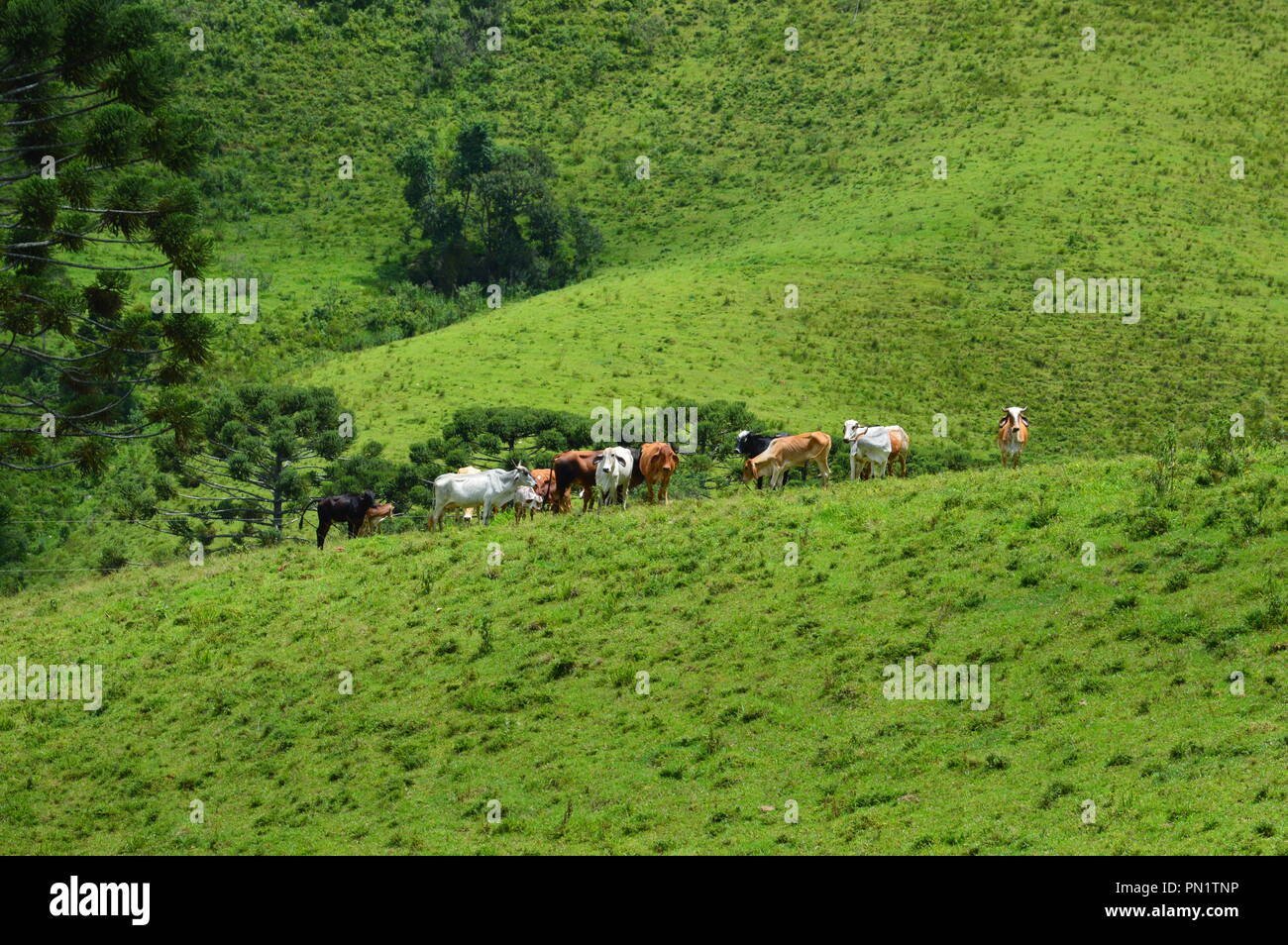 Cows at mountains Stock Photo - Alamy