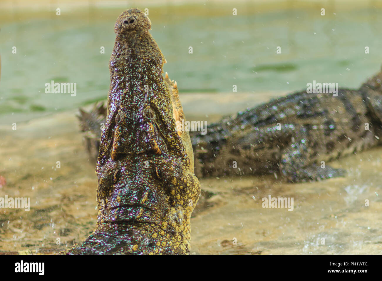 Alligator roar hi-res stock photography and images - Alamy