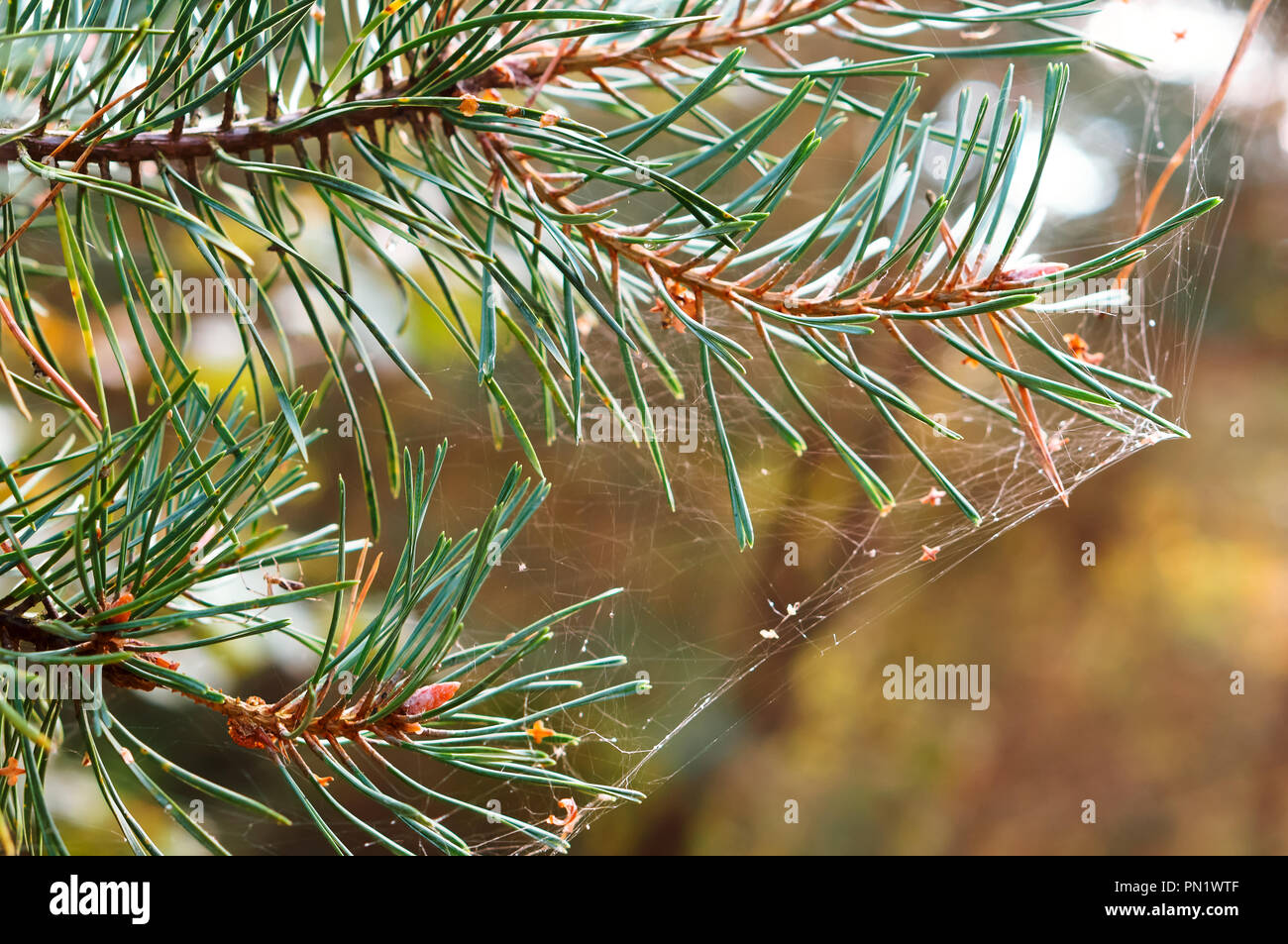 fir-tree branch in a cobweb, a cobweb on trees in September Stock Photo ...