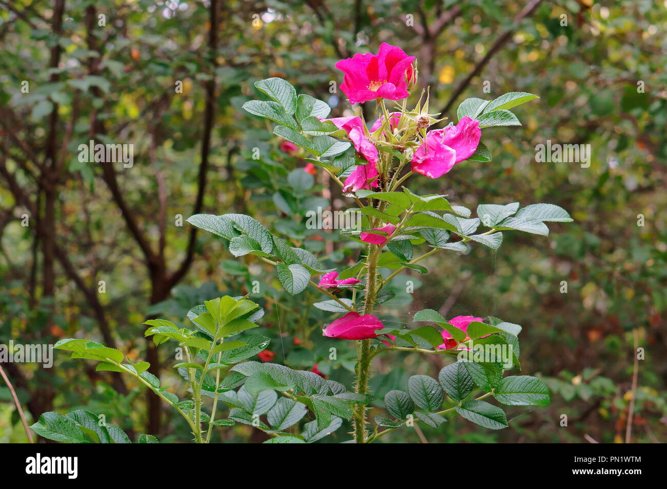Petals fall hi-res stock photography and images - Alamy