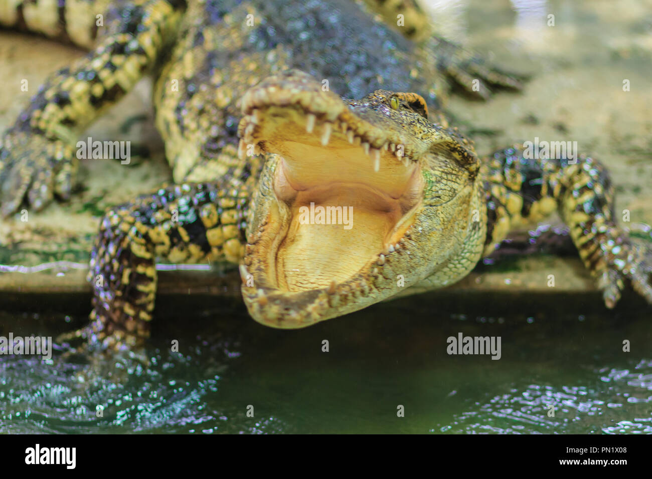 The crocodile is angry and open jaws ready to strike Stock Photo - Alamy