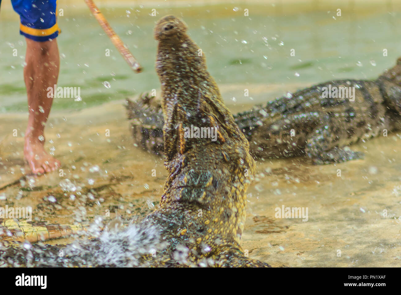 Nakhon Pathom, Thailand - May 18, 2017: Risky crocodile shows at ...