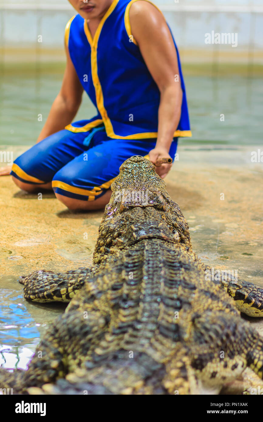 Nakhon Pathom, Thailand - May 18, 2017: Risky crocodile shows at ...