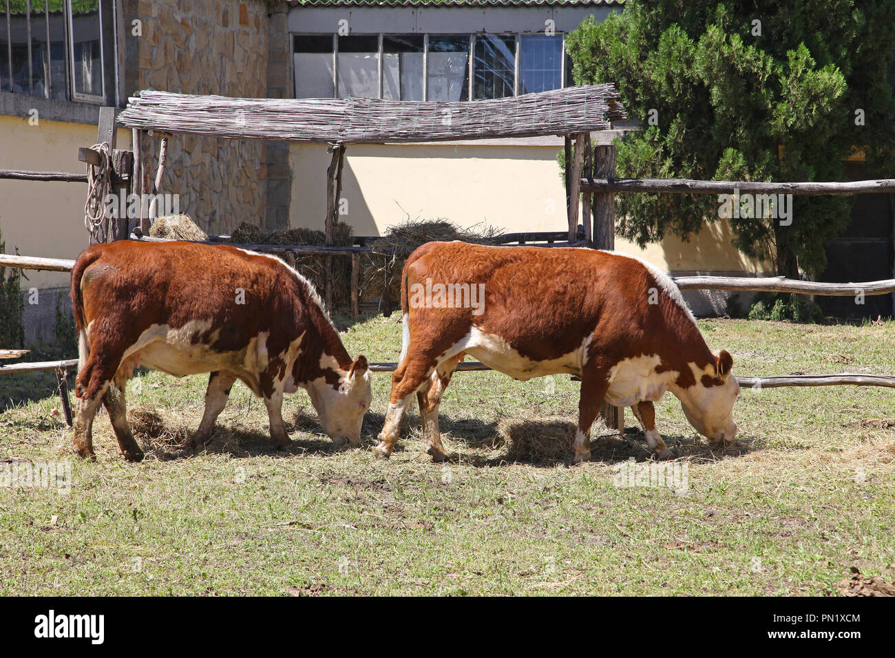 Two cows grazing at outdoor farm Stock Photo - Alamy