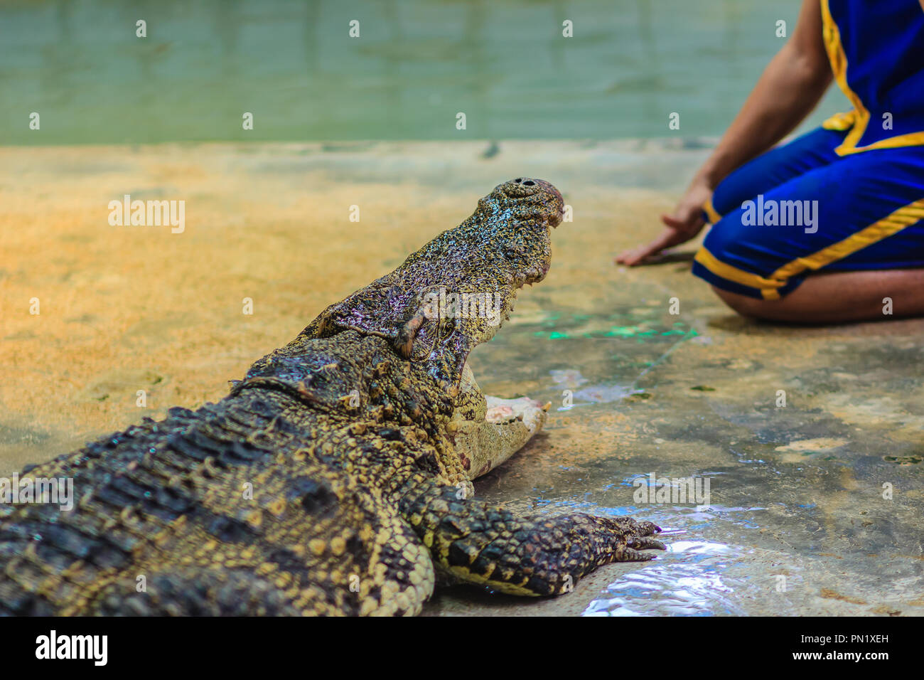 Nakhon Pathom, Thailand - May 18, 2017: Risky crocodile shows at ...