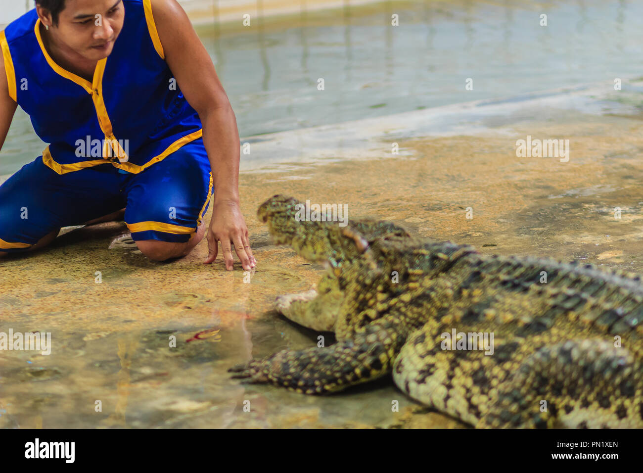 Nakhon Pathom, Thailand - May 18, 2017: Risky crocodile shows at ...