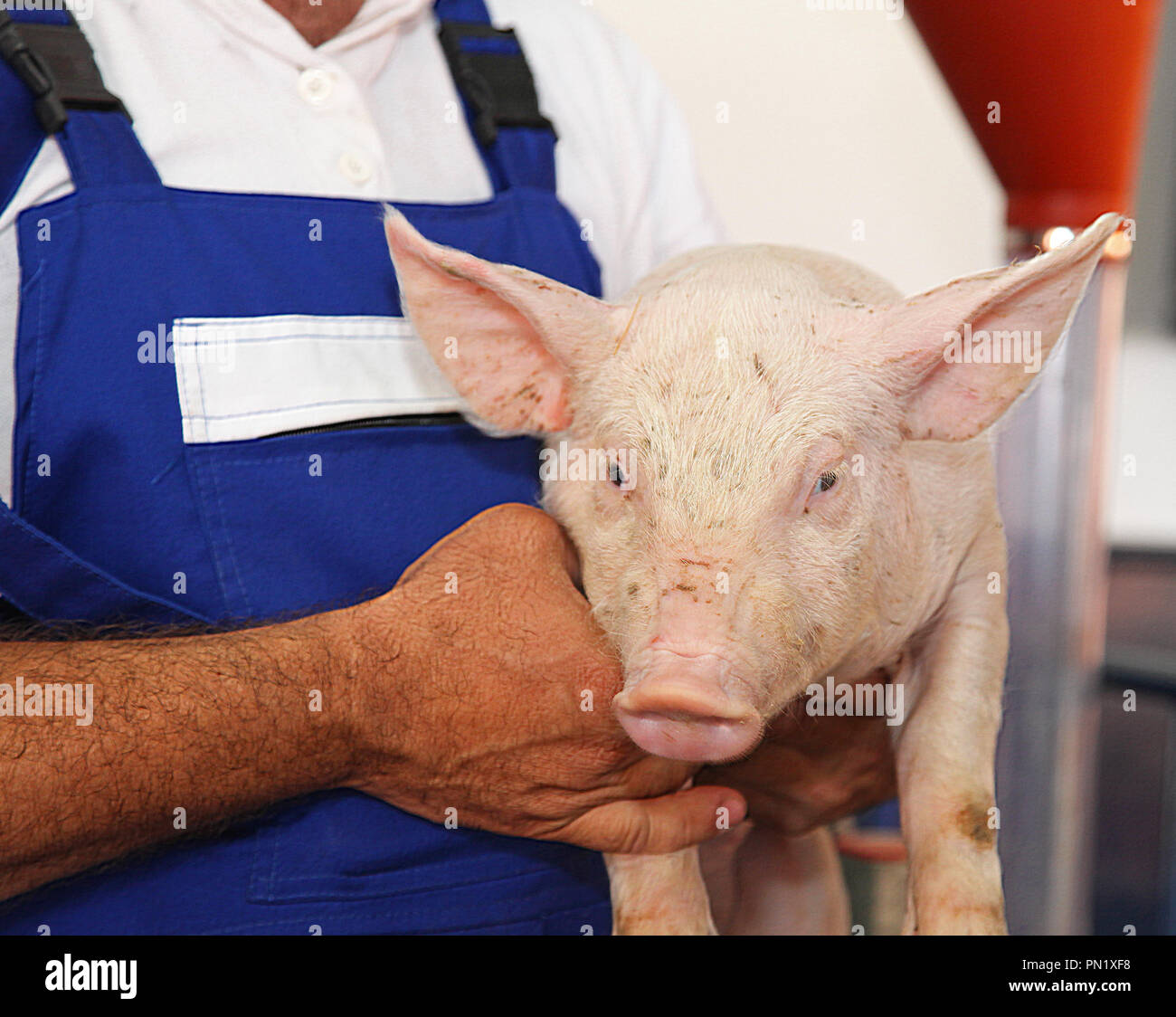 Farmer holding pig hi-res stock photography and images - Alamy