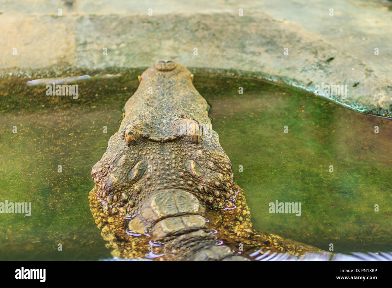 The crocodile is angry and open jaws ready to strike Stock Photo - Alamy