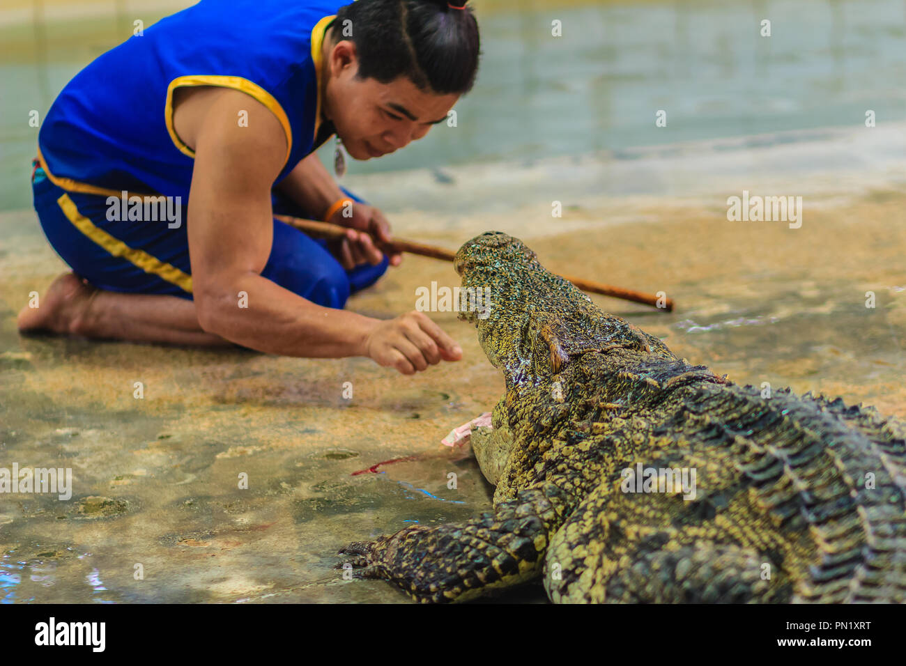Nakhon Pathom, Thailand - May 18, 2017: Risky crocodile shows at ...