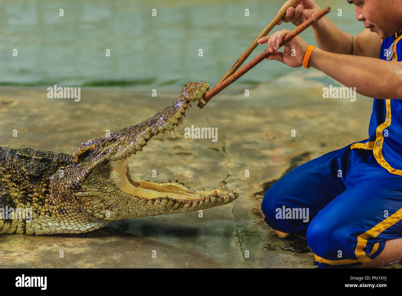 Nakhon Pathom, Thailand - May 18, 2017: Risky crocodile shows at ...