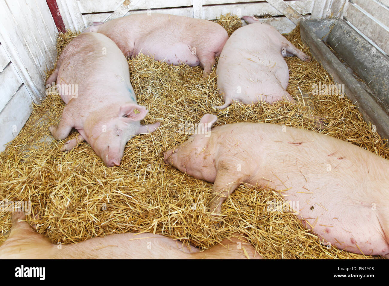 Dead pigs in parlor at farm Stock Photo - Alamy