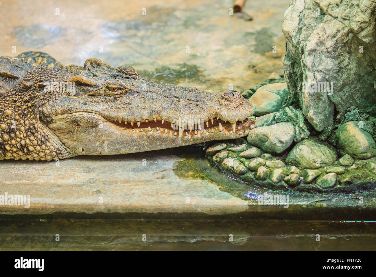 The crocodile is angry and open jaws ready to strike Stock Photo - Alamy