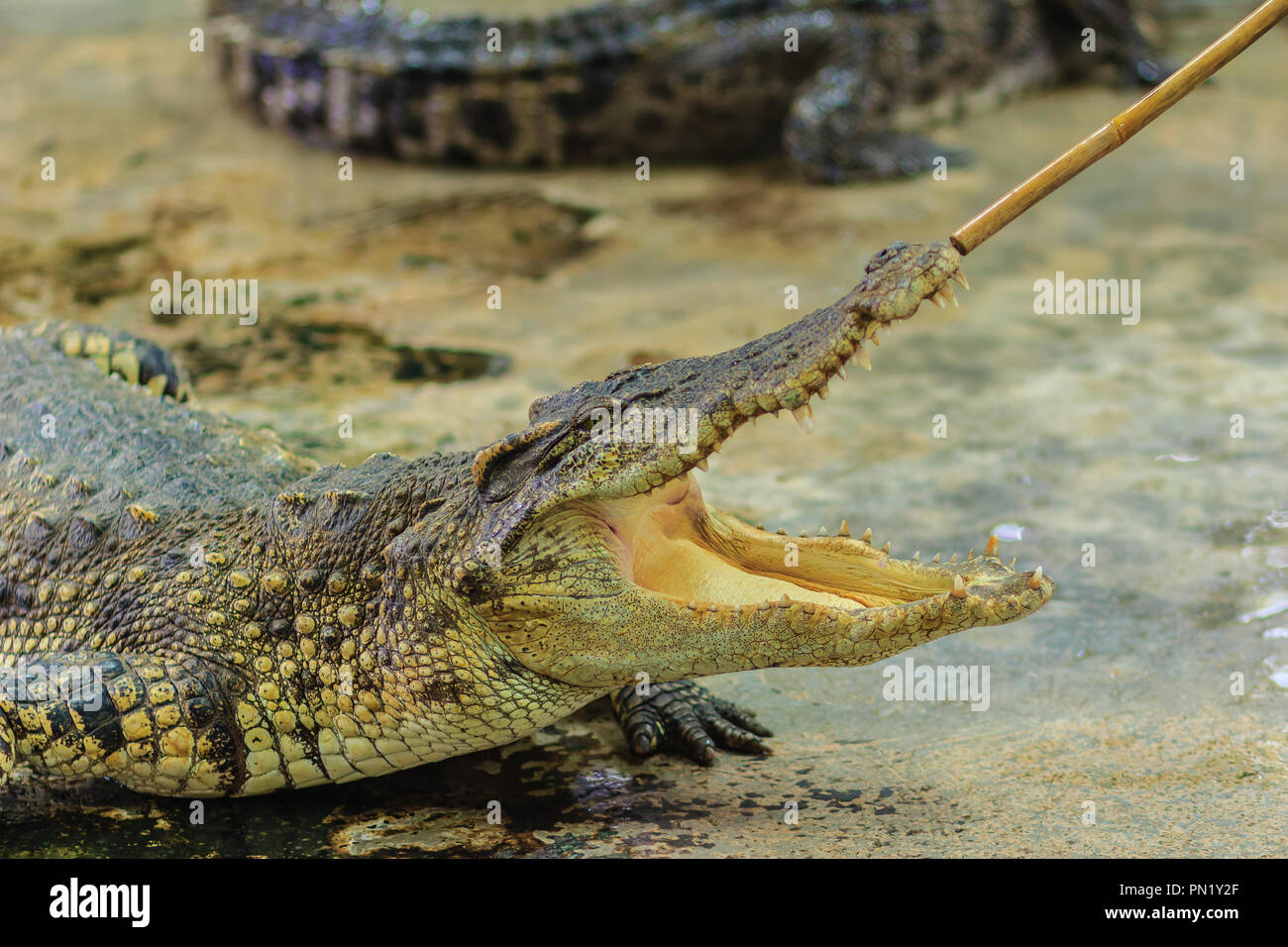 The crocodile is angry and open jaws ready to strike Stock Photo - Alamy