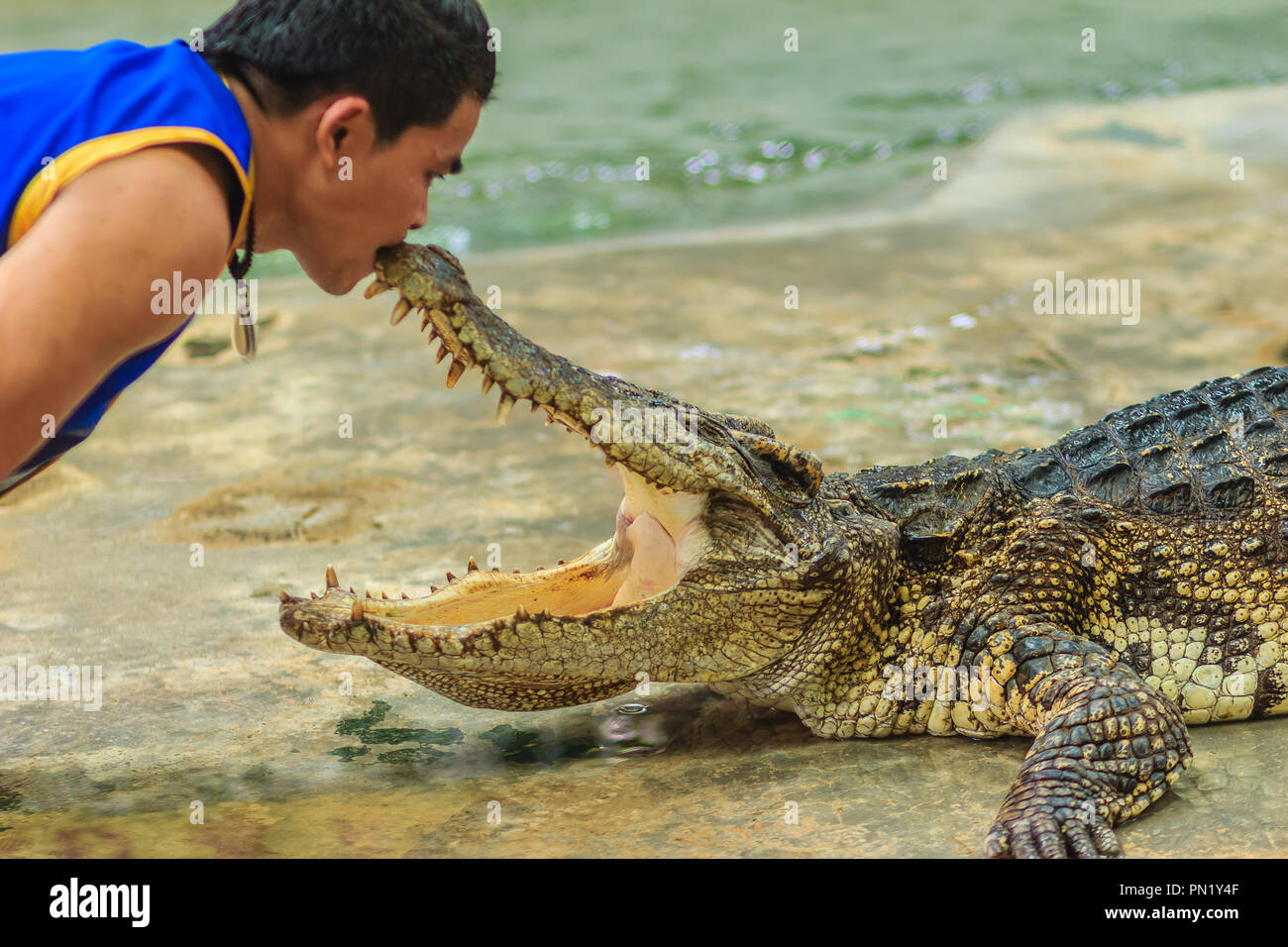 Nakhon Pathom, Thailand - May 18, 2017: Risky crocodile shows at ...