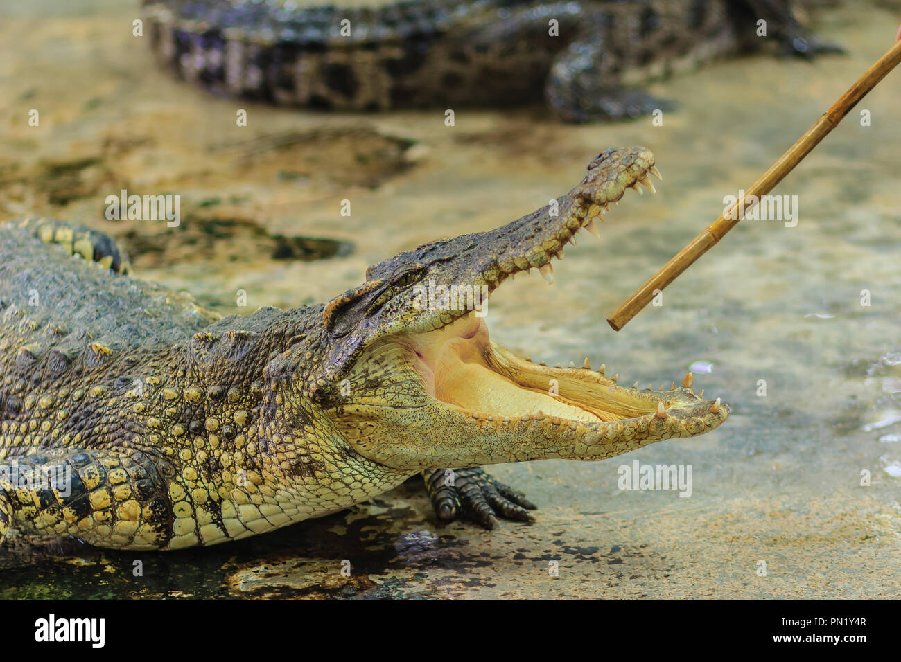 Alligator roar hi-res stock photography and images - Alamy