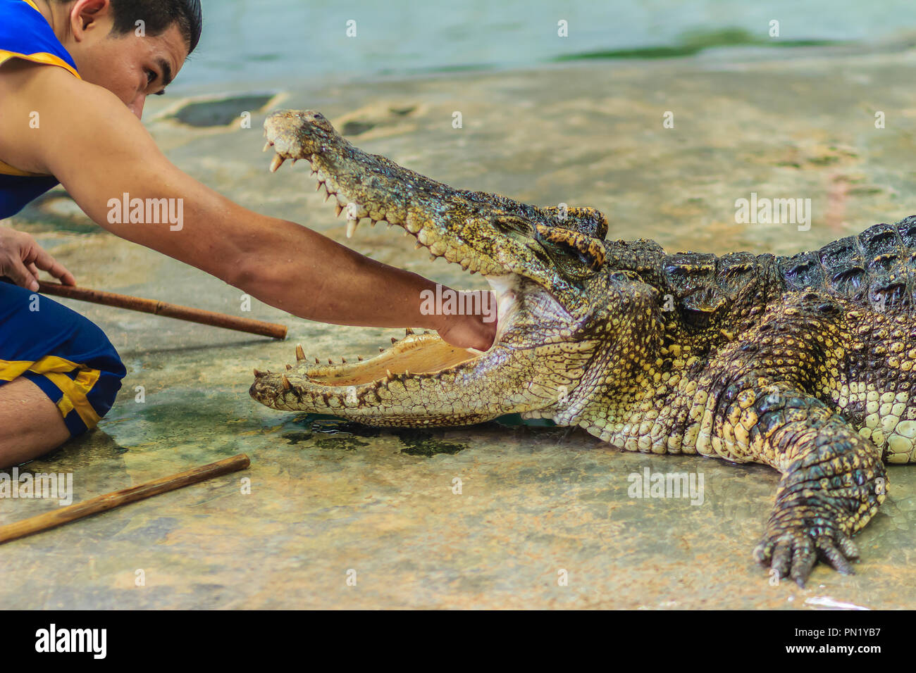 Nakhon Pathom, Thailand - May 18, 2017: Risky crocodile shows at ...