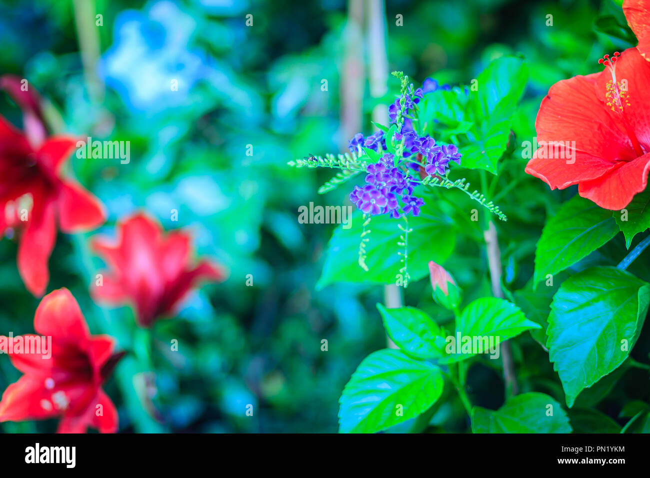 Duranta erecta purple flowers between red flowers. Common names also ...