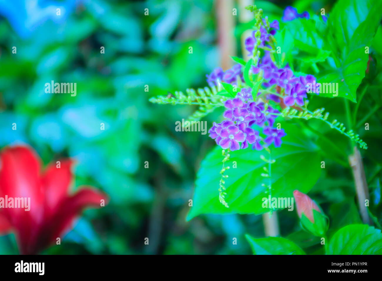 Duranta erecta purple flowers between red flowers. Common names also ...