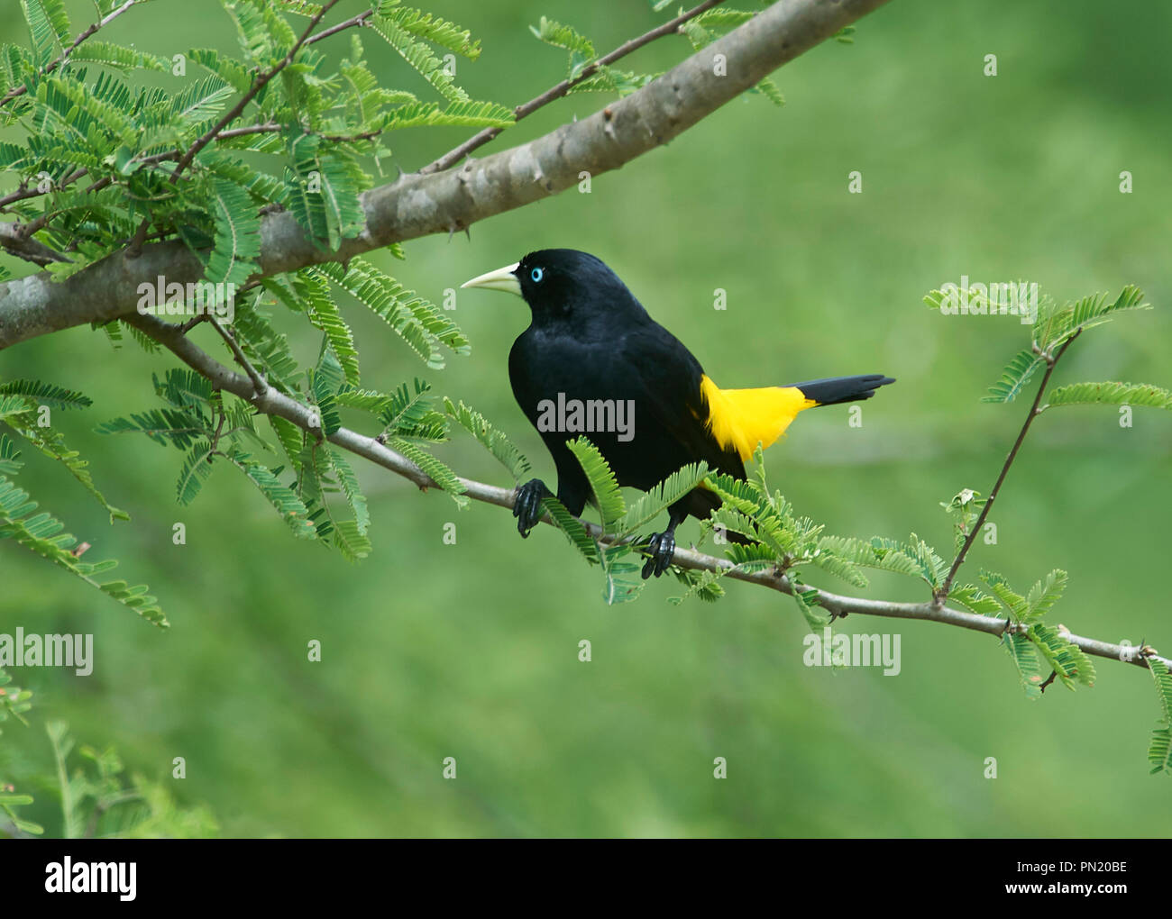Yellow-rumped Cacique (Cacicus cela), perched in a tree, Araras ...