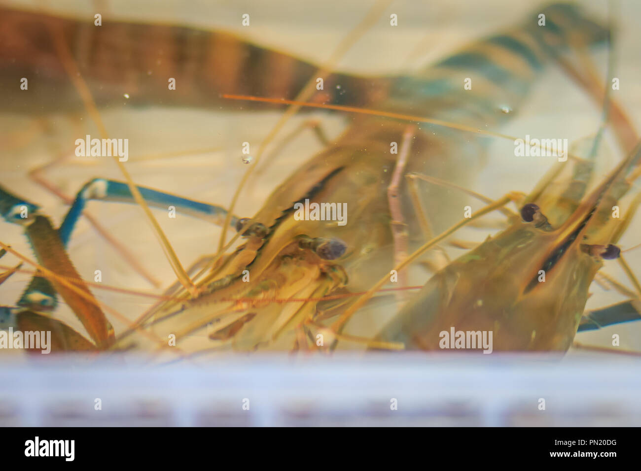 Extra large size of giant malaysian prawn (Macrobrachium rosenbergii ...