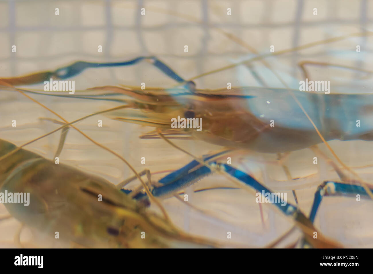 Extra large size of giant malaysian prawn (Macrobrachium rosenbergii ...