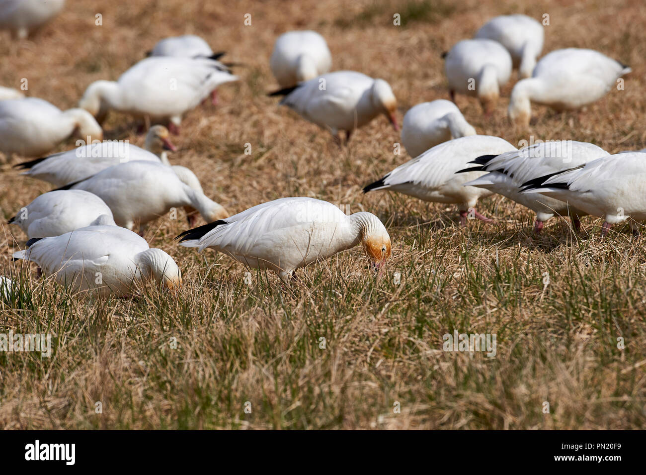 Lesser canada goose hi-res stock photography and images - Alamy