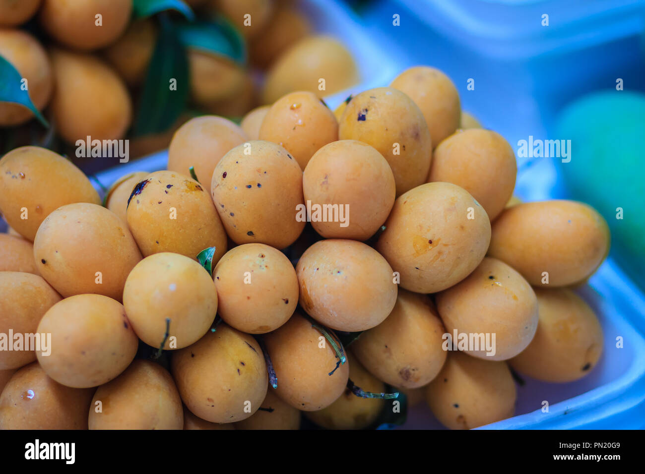 Plango fruit or Marian Plum, famous tropical fruit in Thailand for sale ...