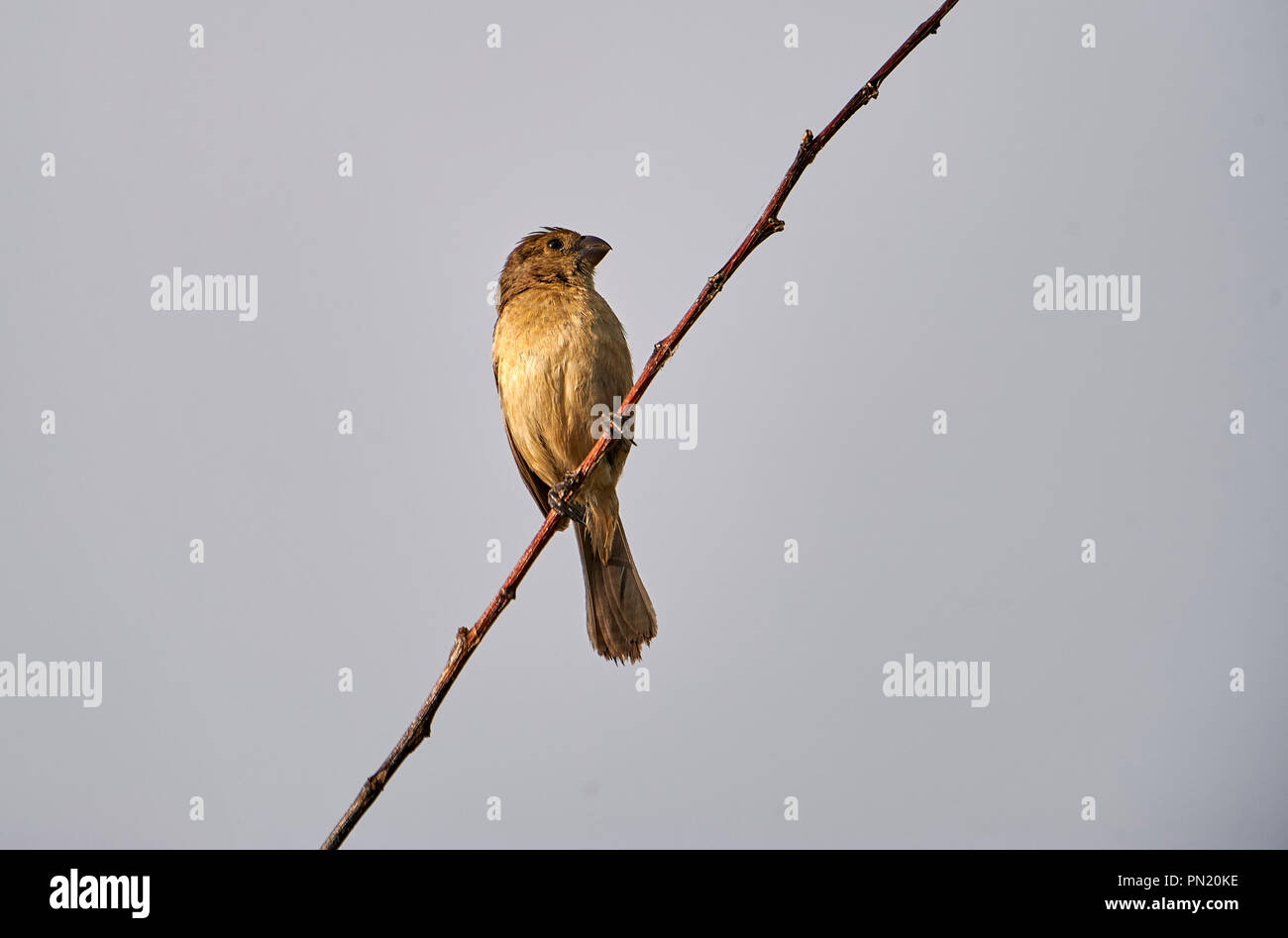 Female Cinnamon-rumped seedeater (Sporophila torqueola) - previously ...