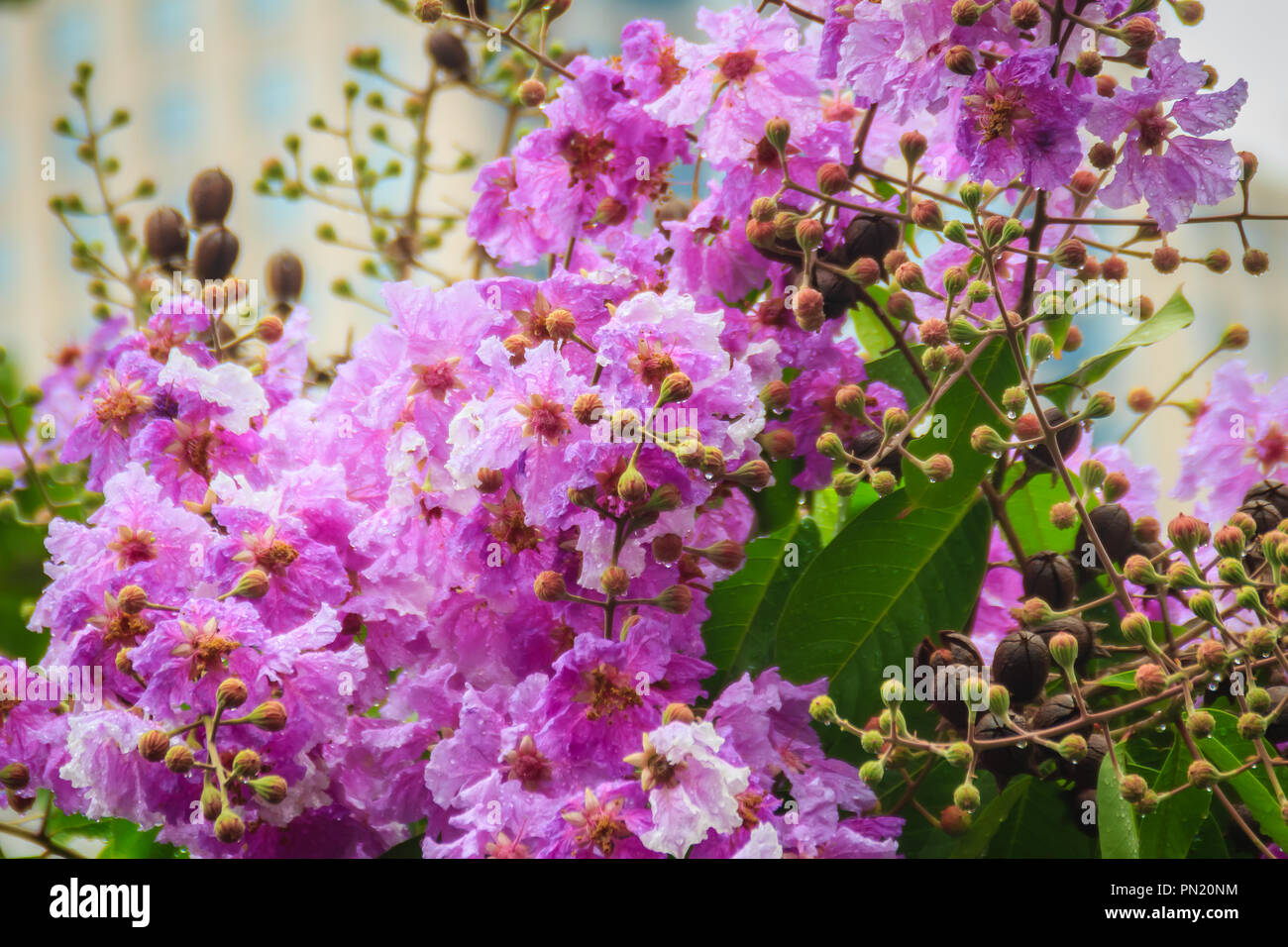 Queen Crape Myrtle High Resolution Stock Photography and Images - Alamy