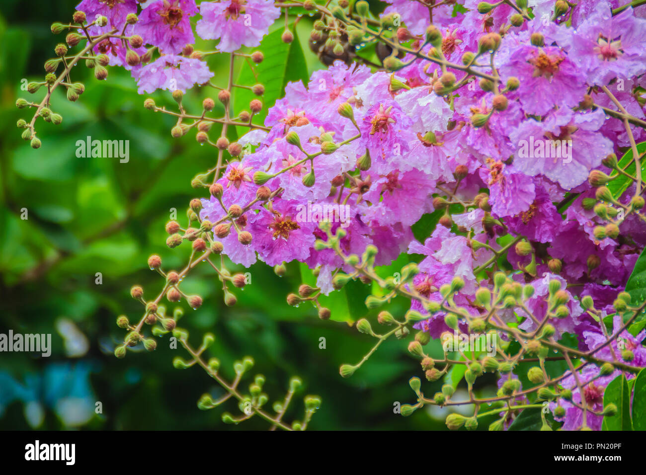Beautiful purple flower of Lagerstroemia speciosa (giant crape-myrtle ...
