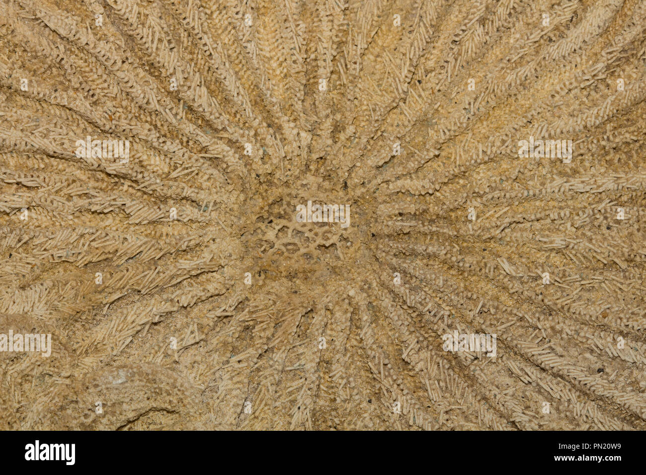 Fossil starfish, a small armed sunstar, Heliaster microbrachius Stock ...