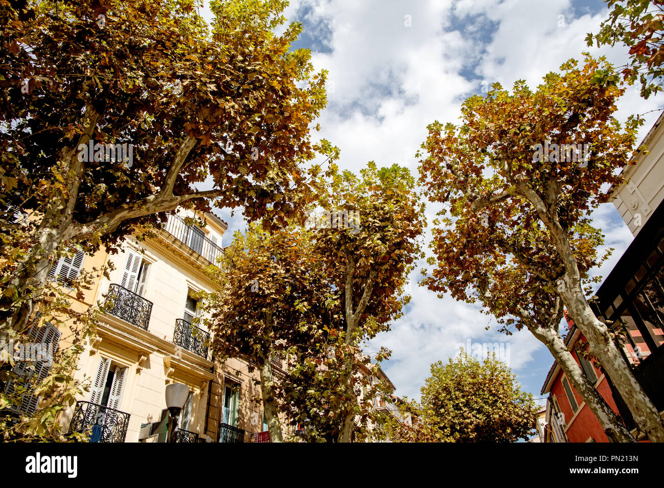Local Streets And Trees Cassis Provence France Stock Photo - Alamy