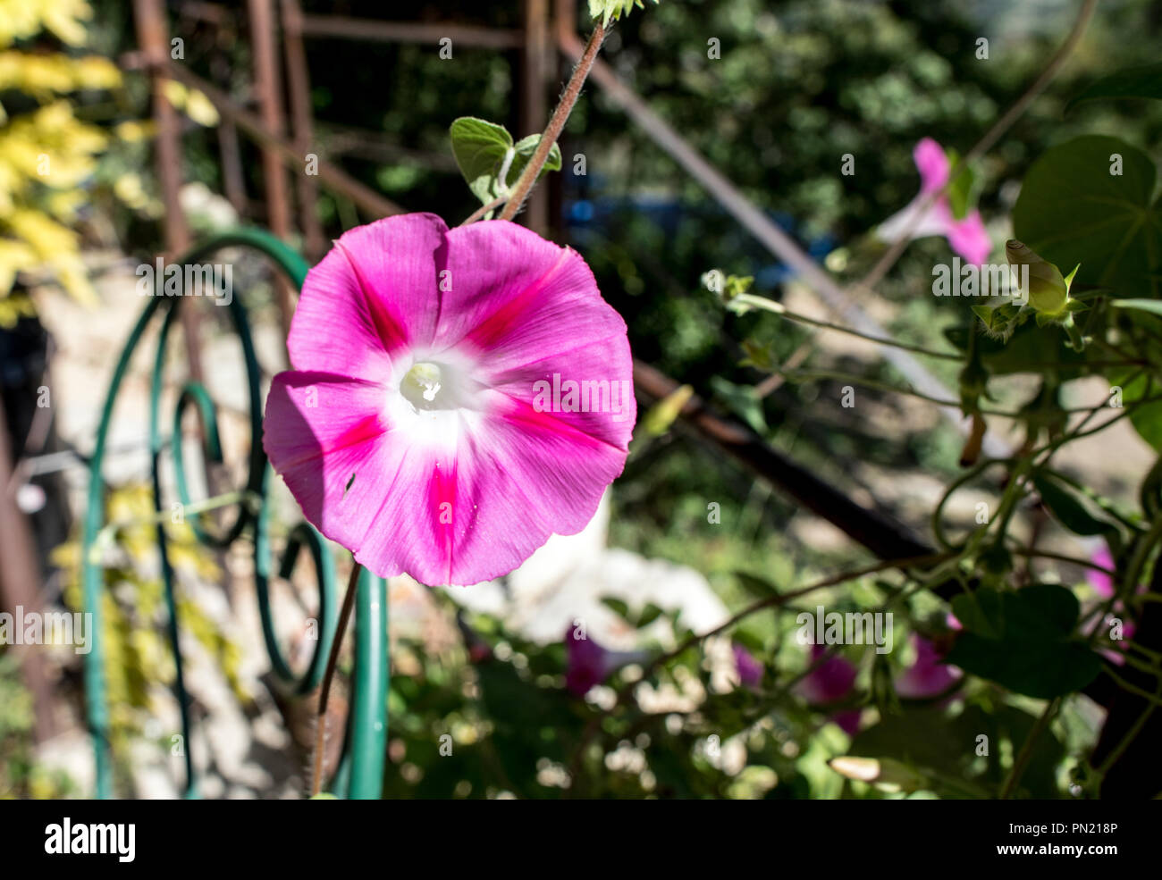 Regional flowers hi-res stock photography and images - Alamy