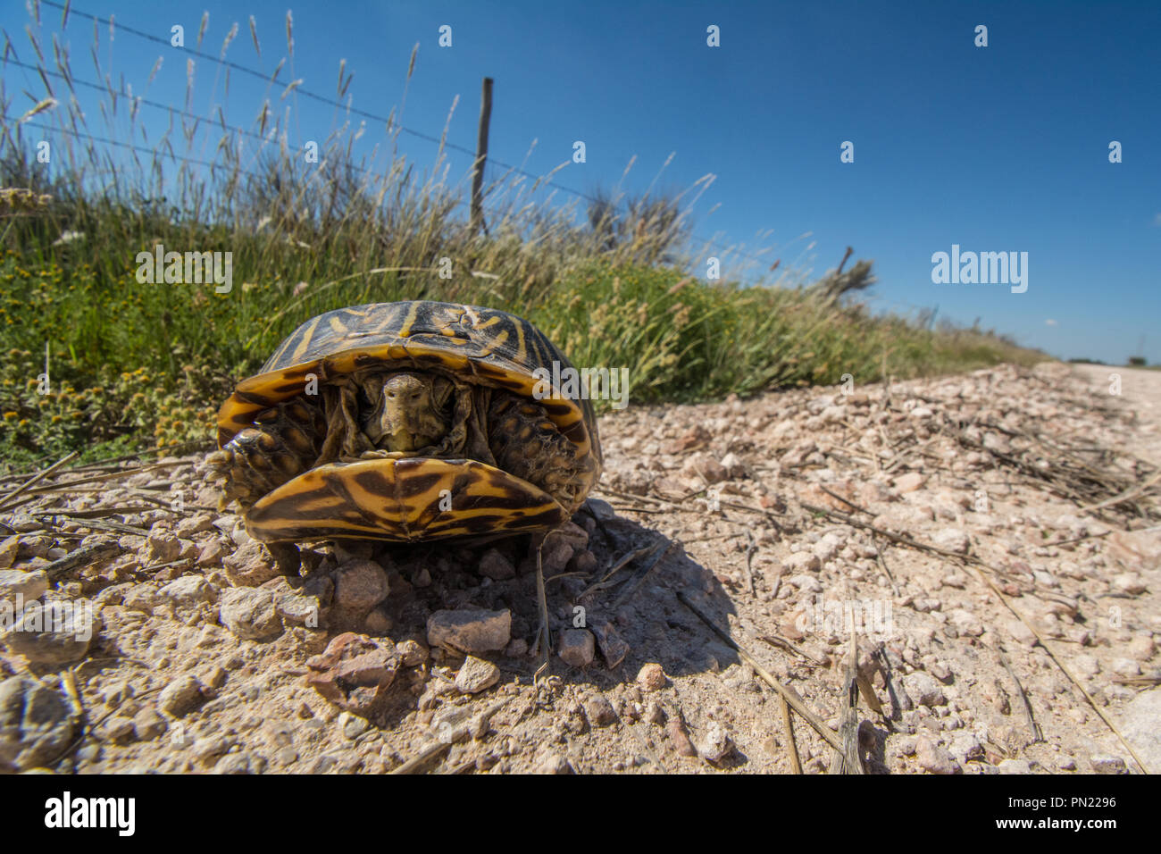 An adult female Plains Box Turtle (Terrapene ornata ornata) encountered ...