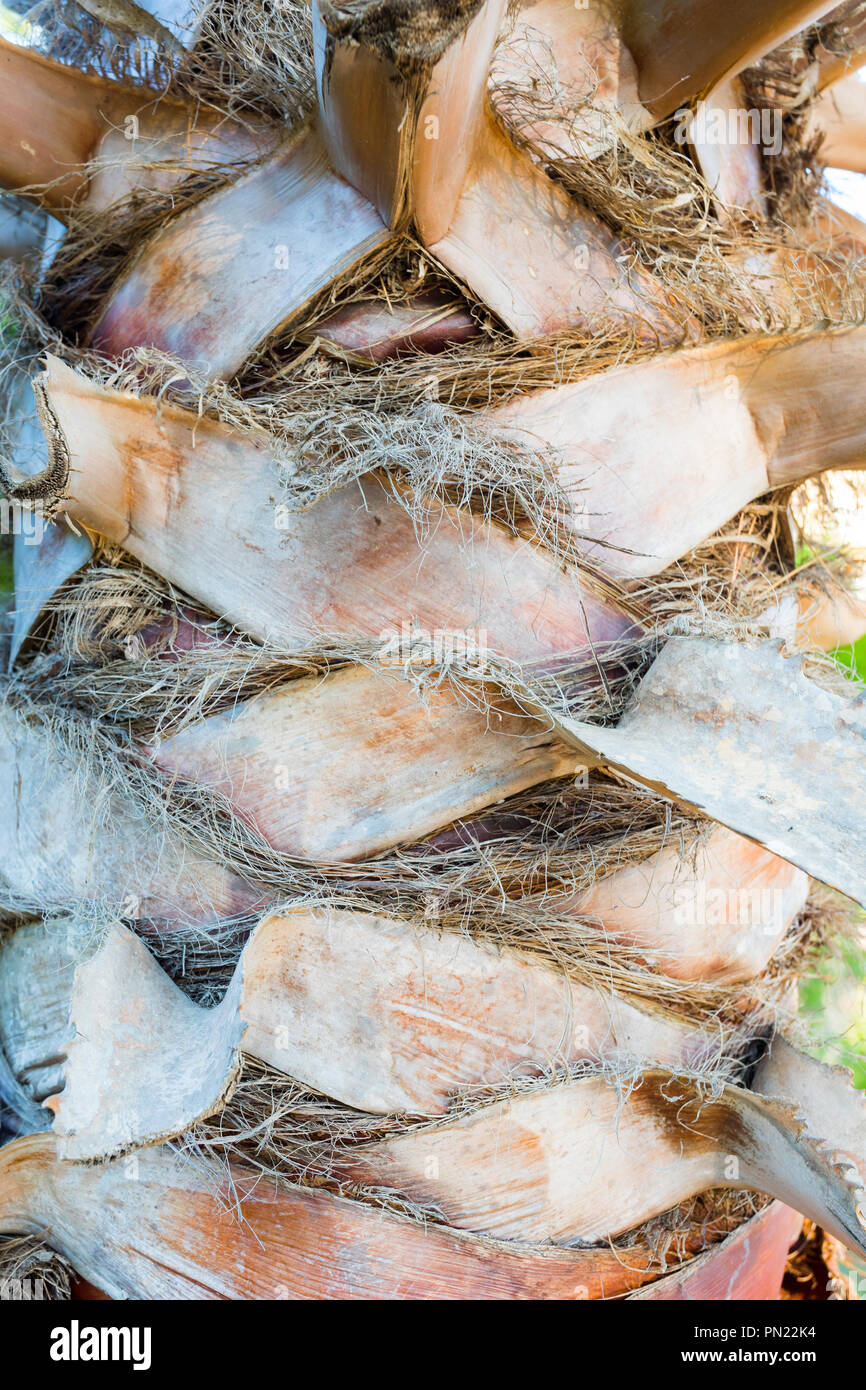 The texture of the palm trunk Stock Photo - Alamy