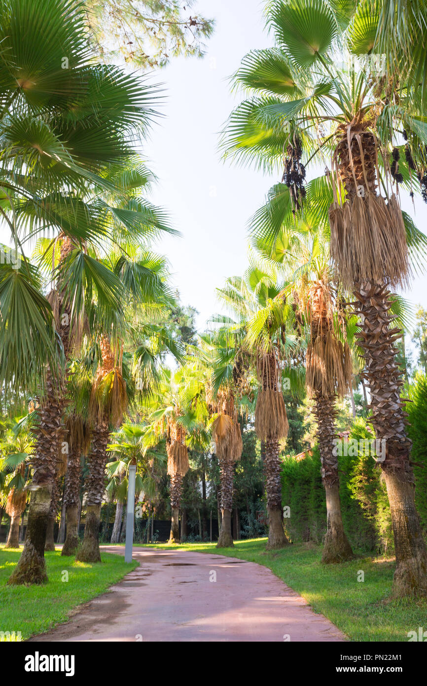 Road with a palm grove Stock Photo - Alamy